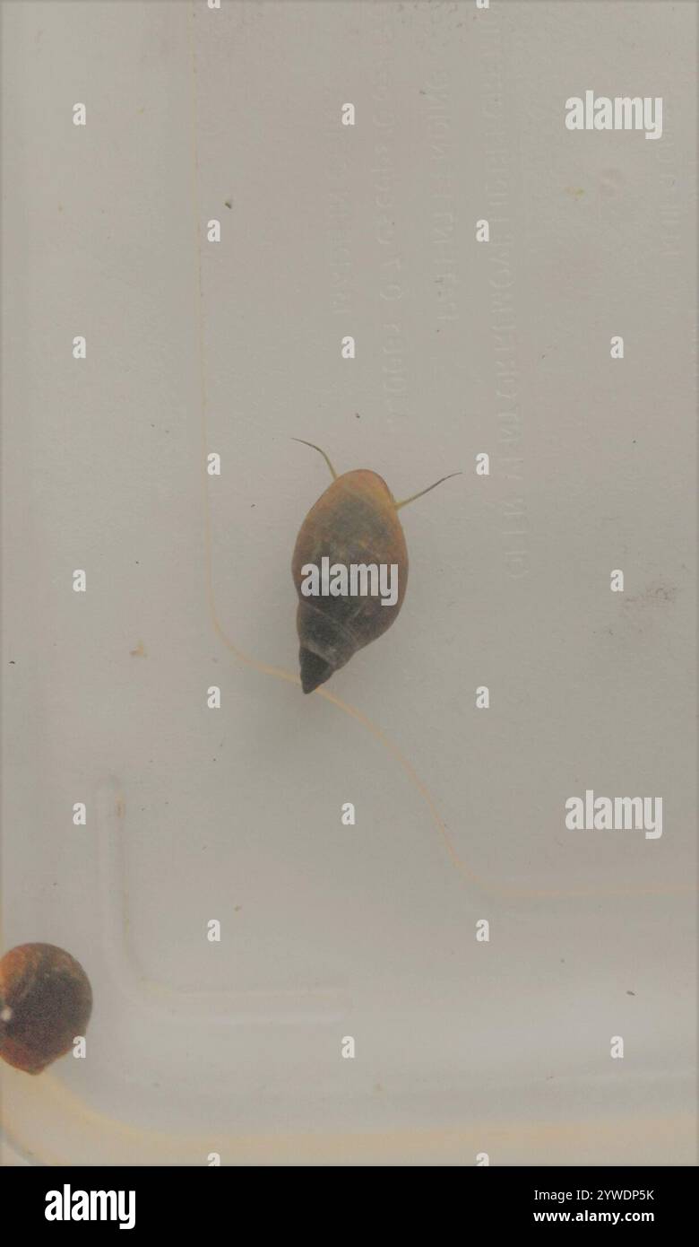 Physella acuta hi-res stock photography and images - Alamy