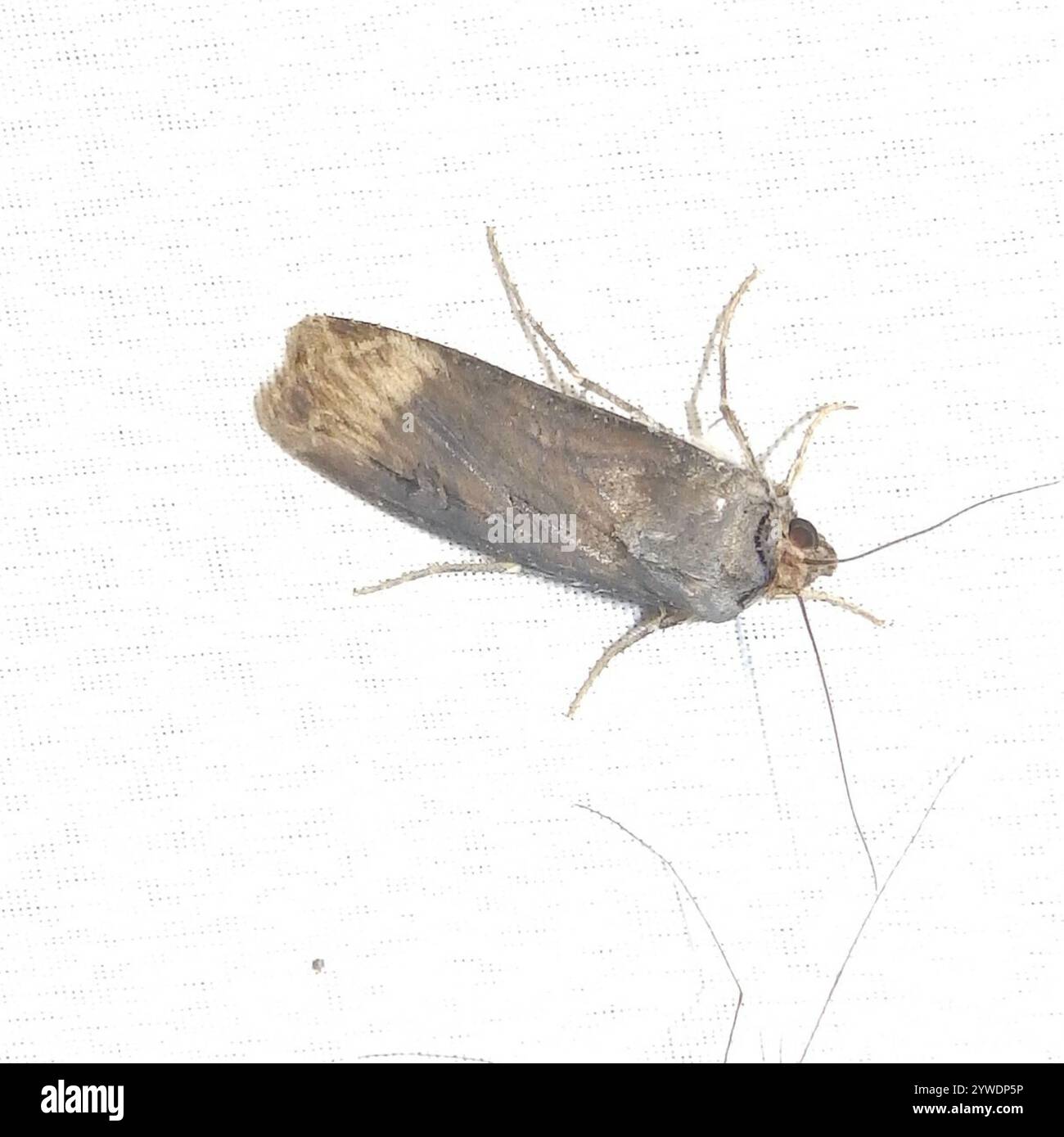 Ipsilon Dart Moth (Agrotis ipsilon Stock Photo - Alamy
