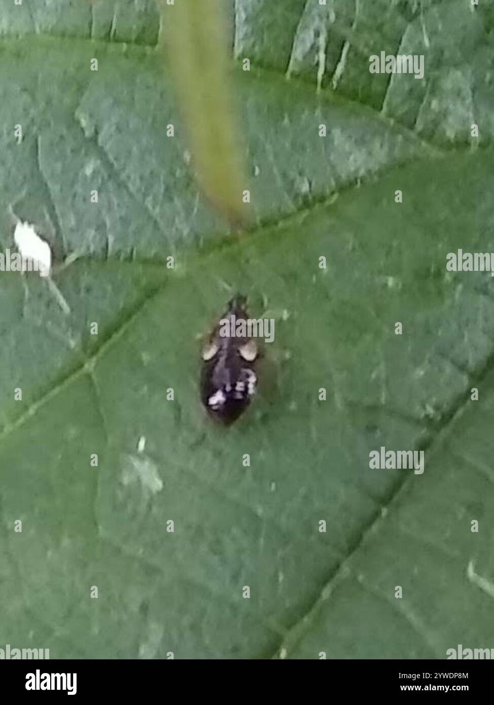 Minute pirate bugs (Anthocoridae Stock Photo - Alamy