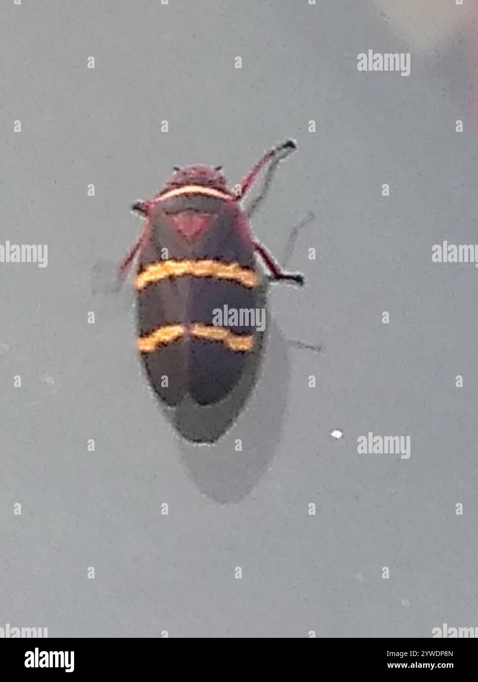 Two-lined Spittlebug (Prosapia bicincta Stock Photo - Alamy