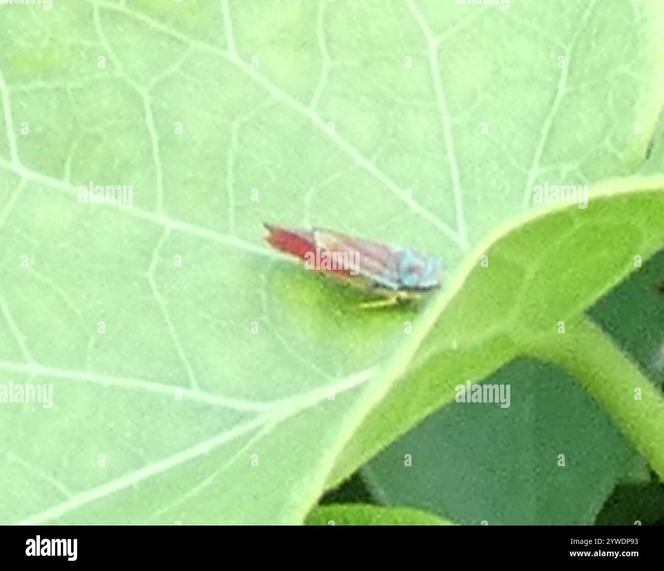 Red-banded Leafhopper (Graphocephala coccinea Stock Photo - Alamy