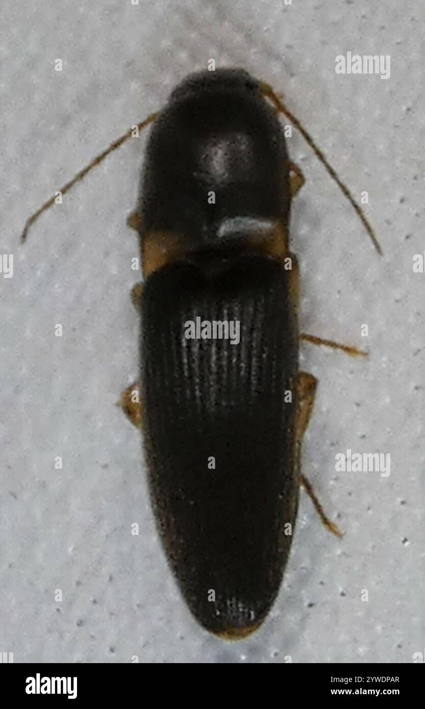 Monocrepidius hi-res stock photography and images - Alamy