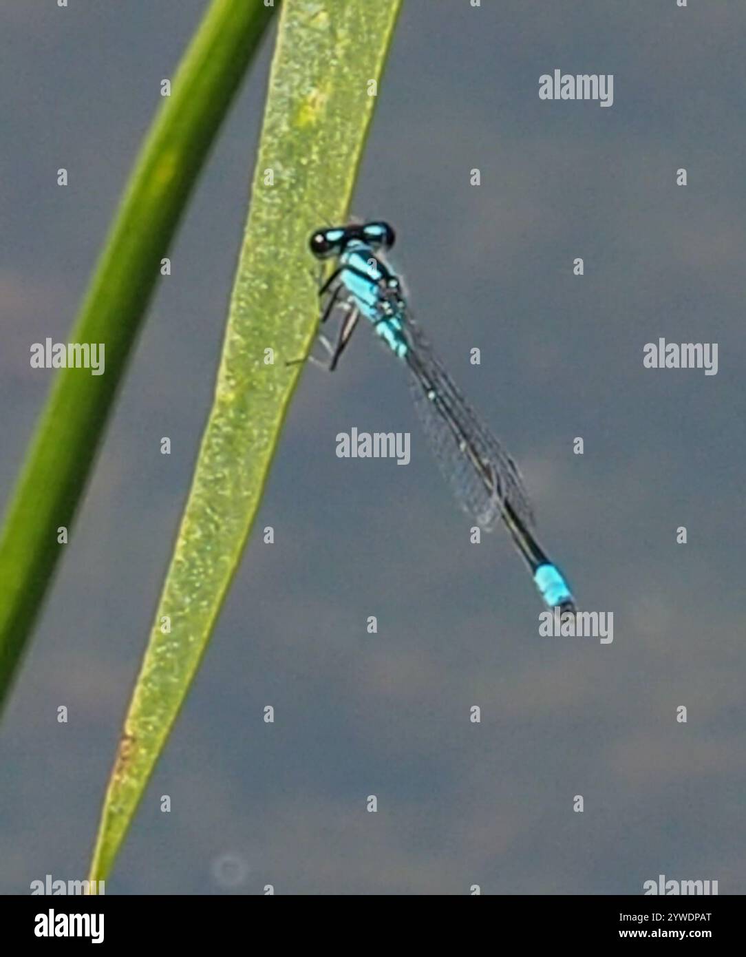 Geminatum hi-res stock photography and images - Alamy