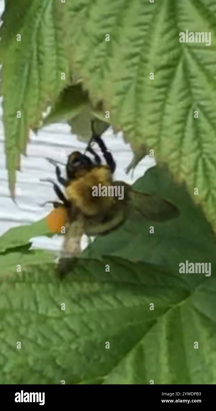 Perplexing Bumble Bee (Bombus perplexus Stock Photo - Alamy