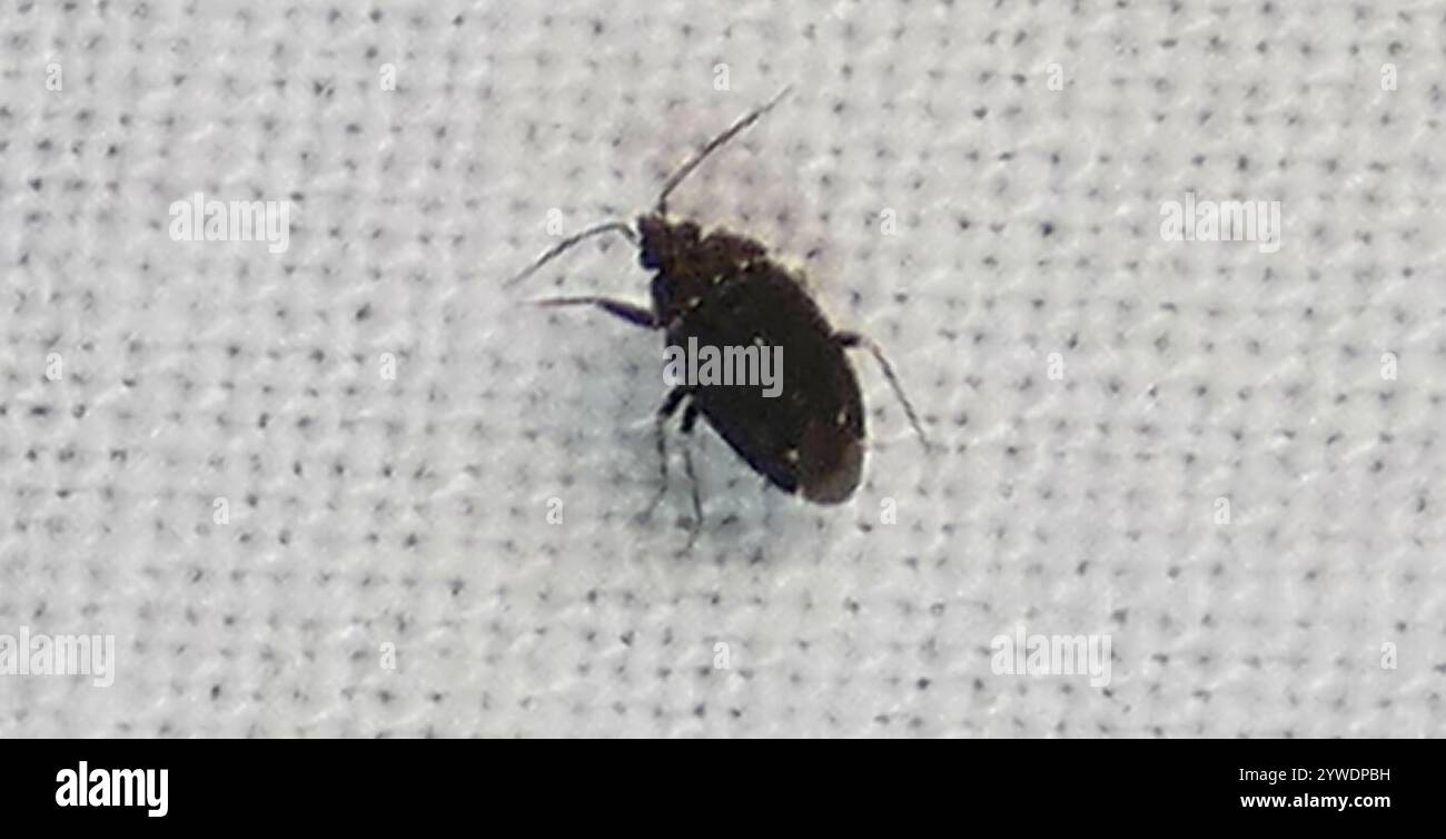 True Bugs (Heteroptera Stock Photo - Alamy