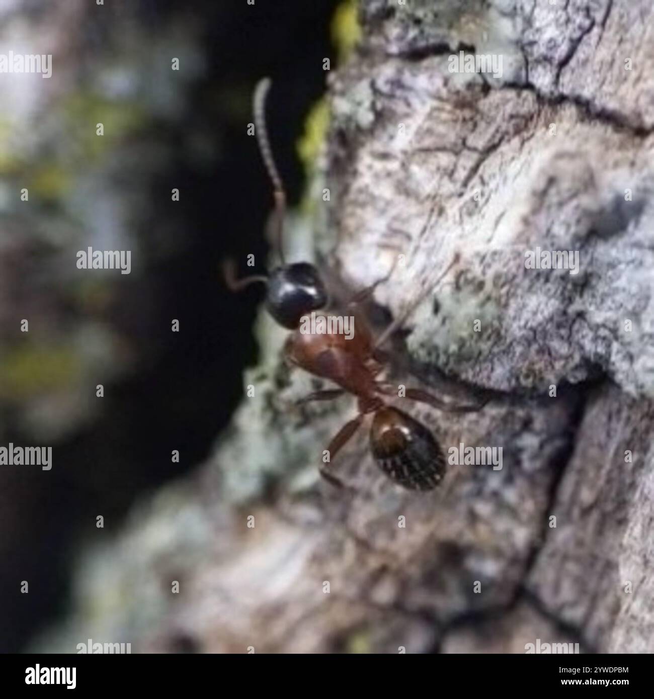 Nearctic Carpenter Ant (Camponotus nearcticus Stock Photo - Alamy