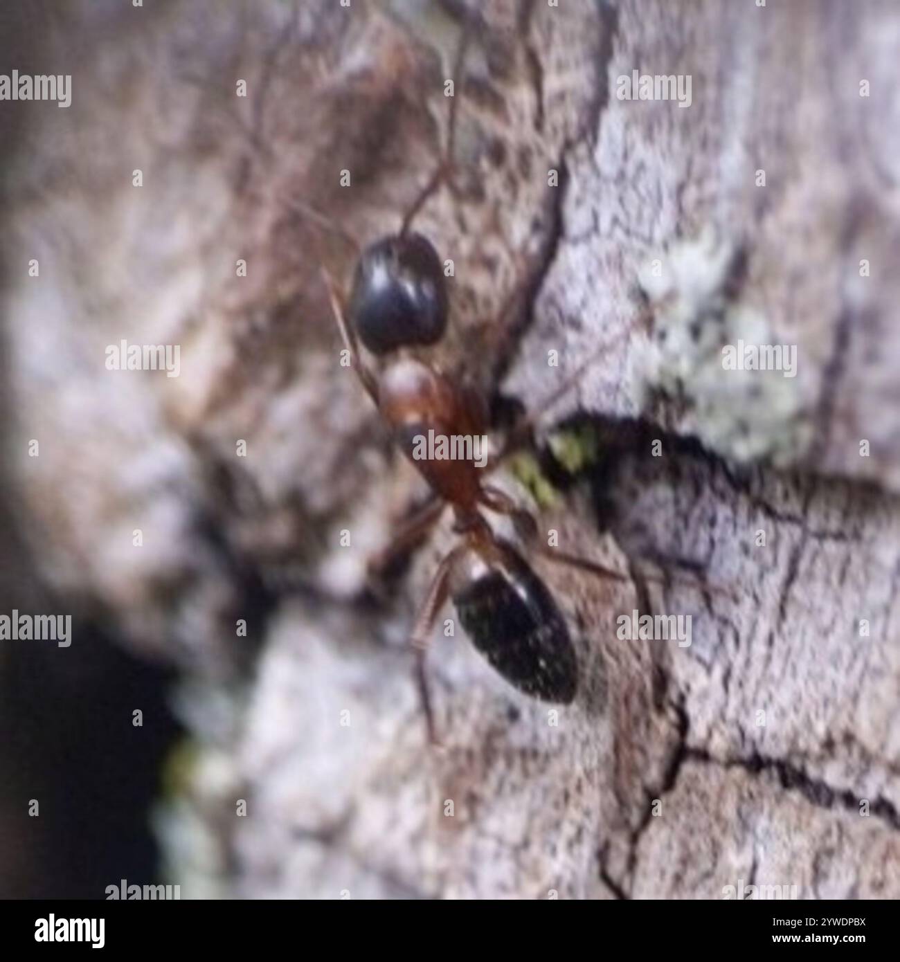 Nearctic Carpenter Ant (Camponotus nearcticus Stock Photo - Alamy