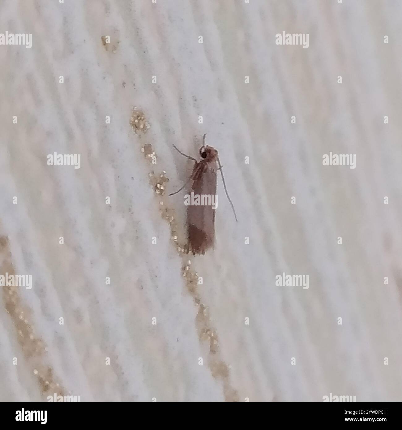 Webbing Clothes Moth (Tineola bisselliella Stock Photo - Alamy