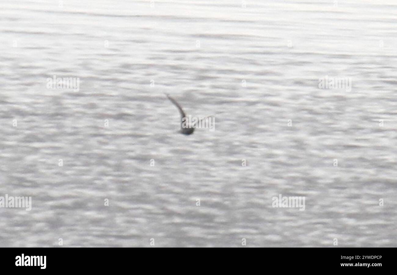 Fork-tailed Storm-Petrel (Hydrobates furcatus Stock Photo - Alamy