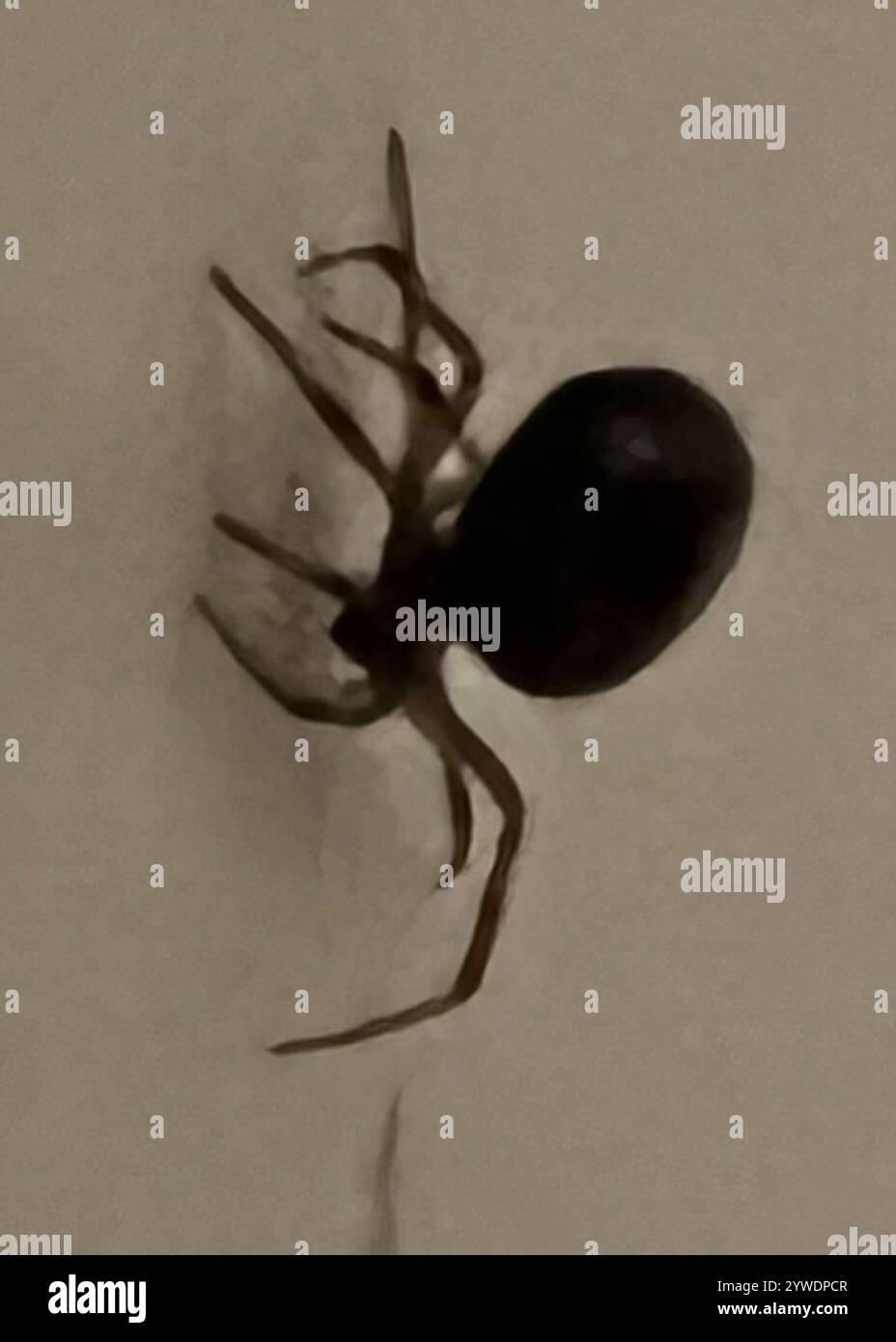 False Widow Spiders (Steatoda Stock Photo - Alamy