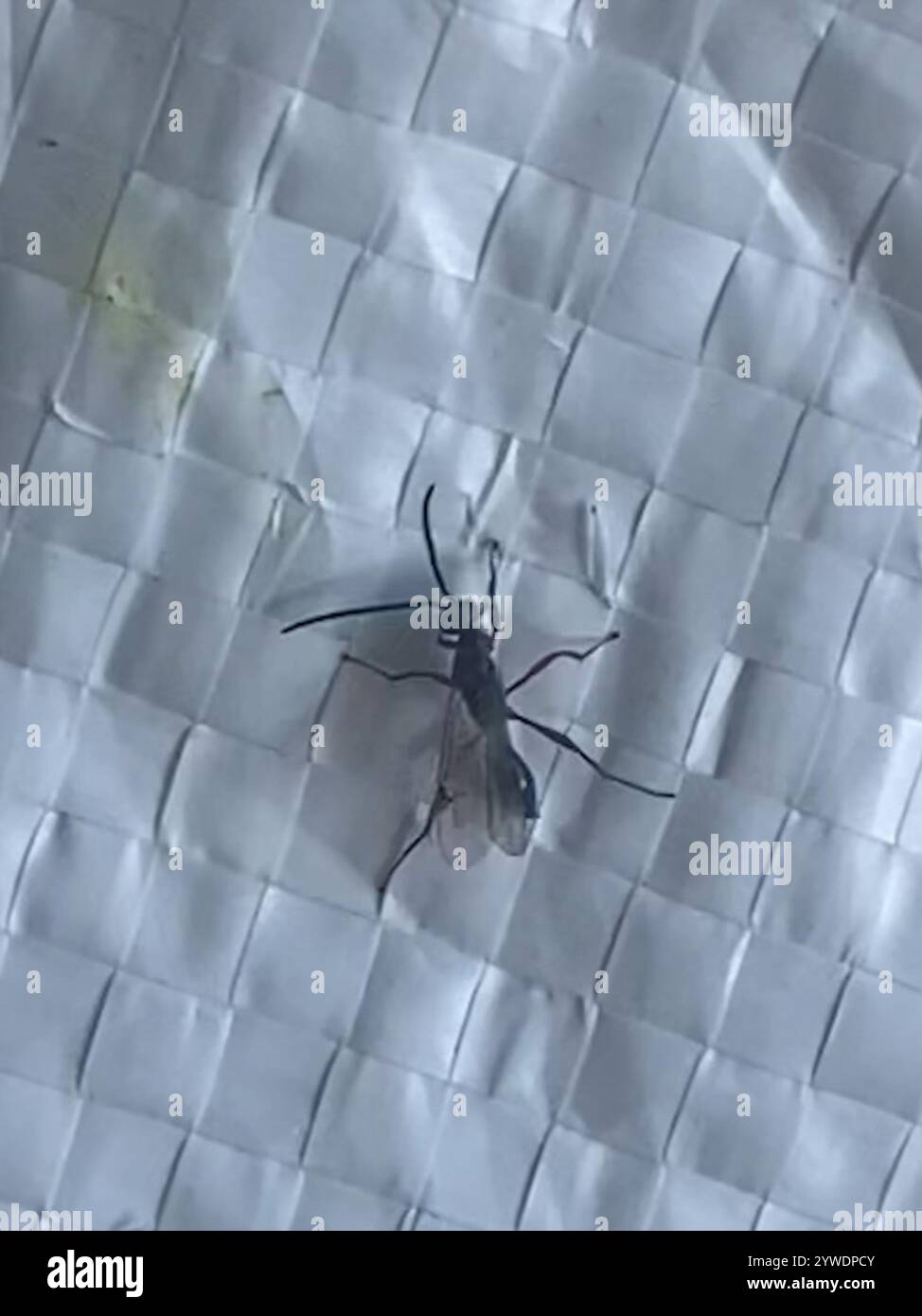 Ants, Bees, Wasps, and Sawflies (Hymenoptera Stock Photo - Alamy