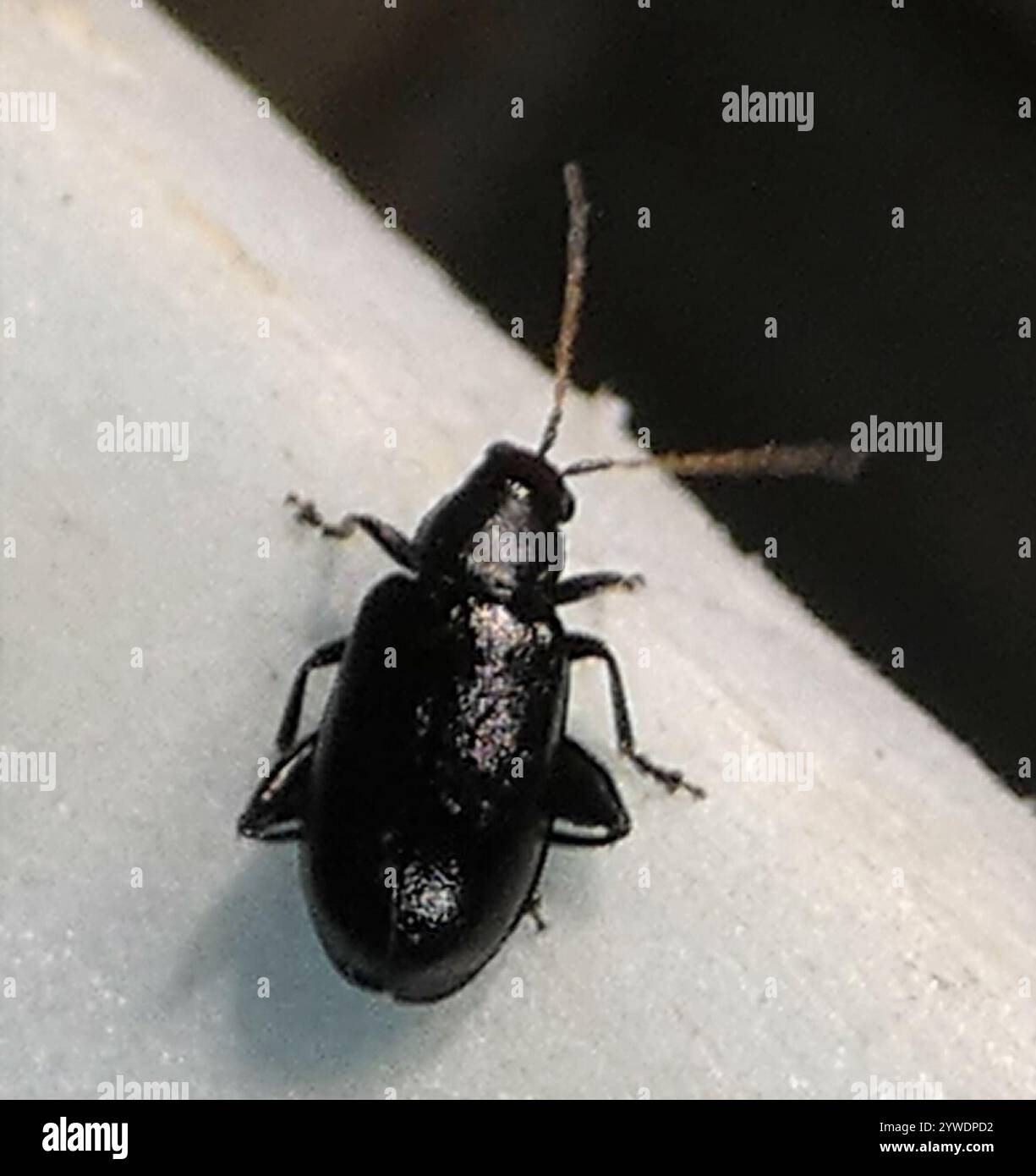 Flea Beetles (Alticini Stock Photo - Alamy