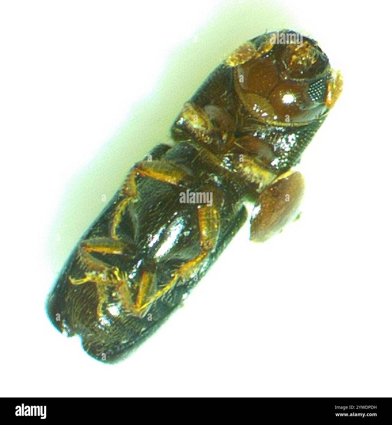 Apple Wood Stainer (Monarthrum mali Stock Photo - Alamy