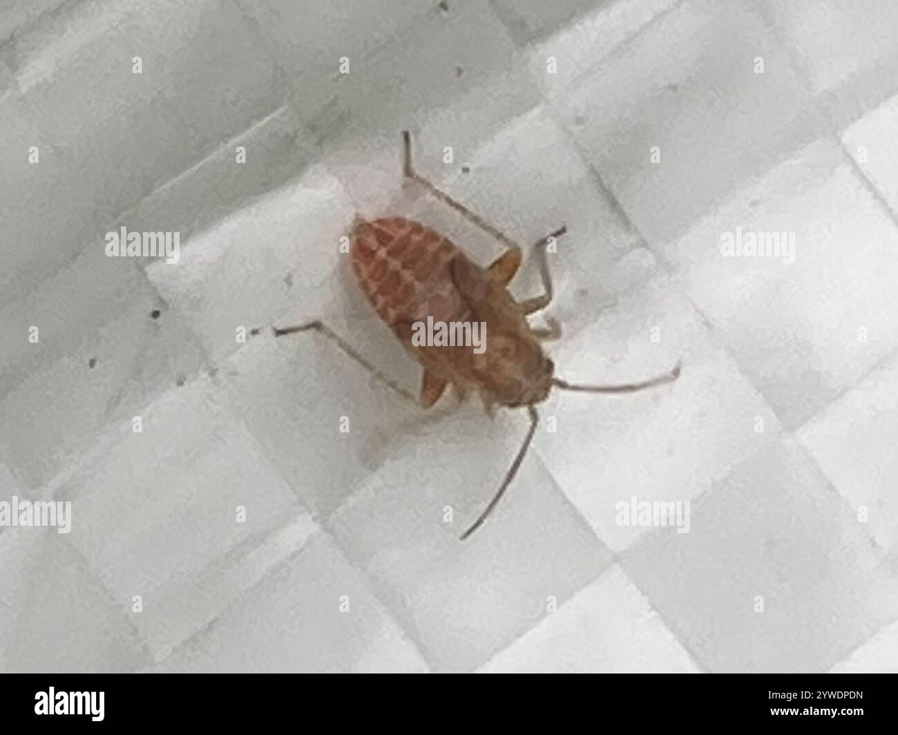 Psallus hi-res stock photography and images - Alamy