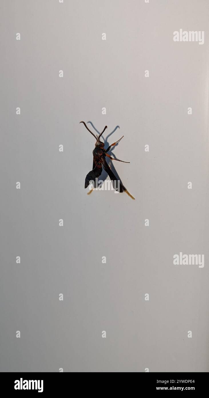 Lilac Borer Moth (Podosesia syringae Stock Photo - Alamy