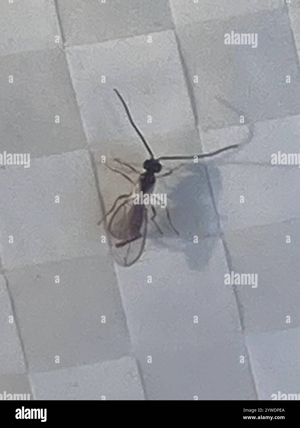 Ants, Bees, Wasps, and Sawflies (Hymenoptera Stock Photo - Alamy