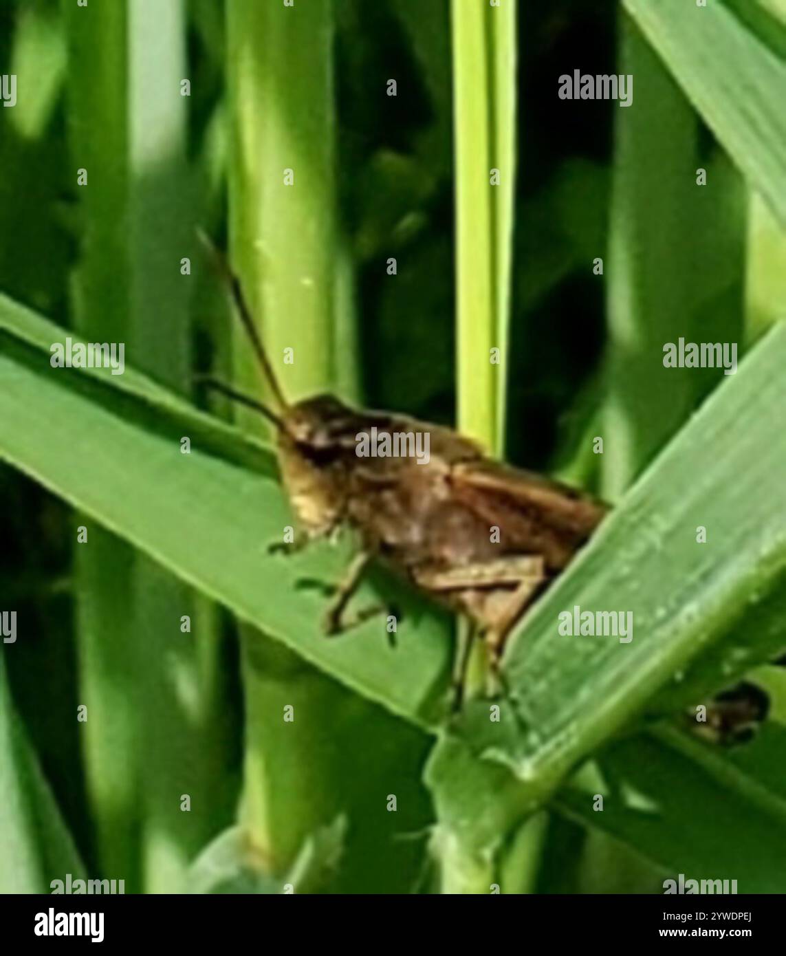 Green-striped Grasshopper (Chortophaga viridifasciata Stock Photo - Alamy
