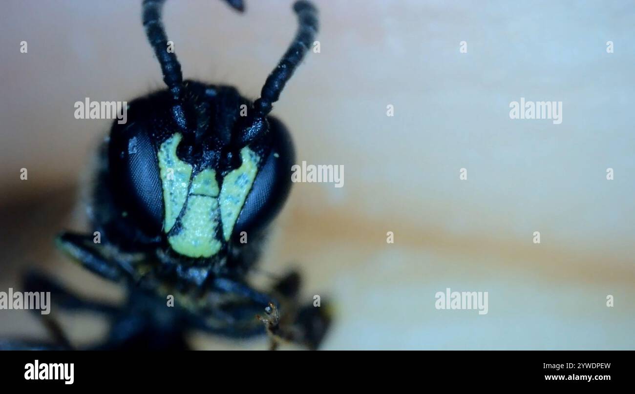 Common Masked Bee (Hylaeus communis Stock Photo - Alamy