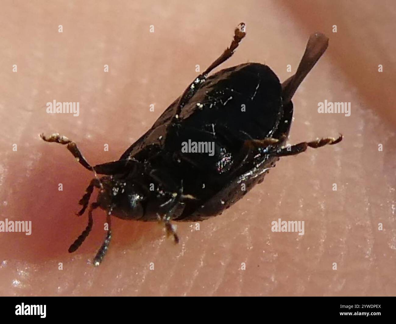 Willow Leaf Beetle (Plagiodera versicolora Stock Photo - Alamy