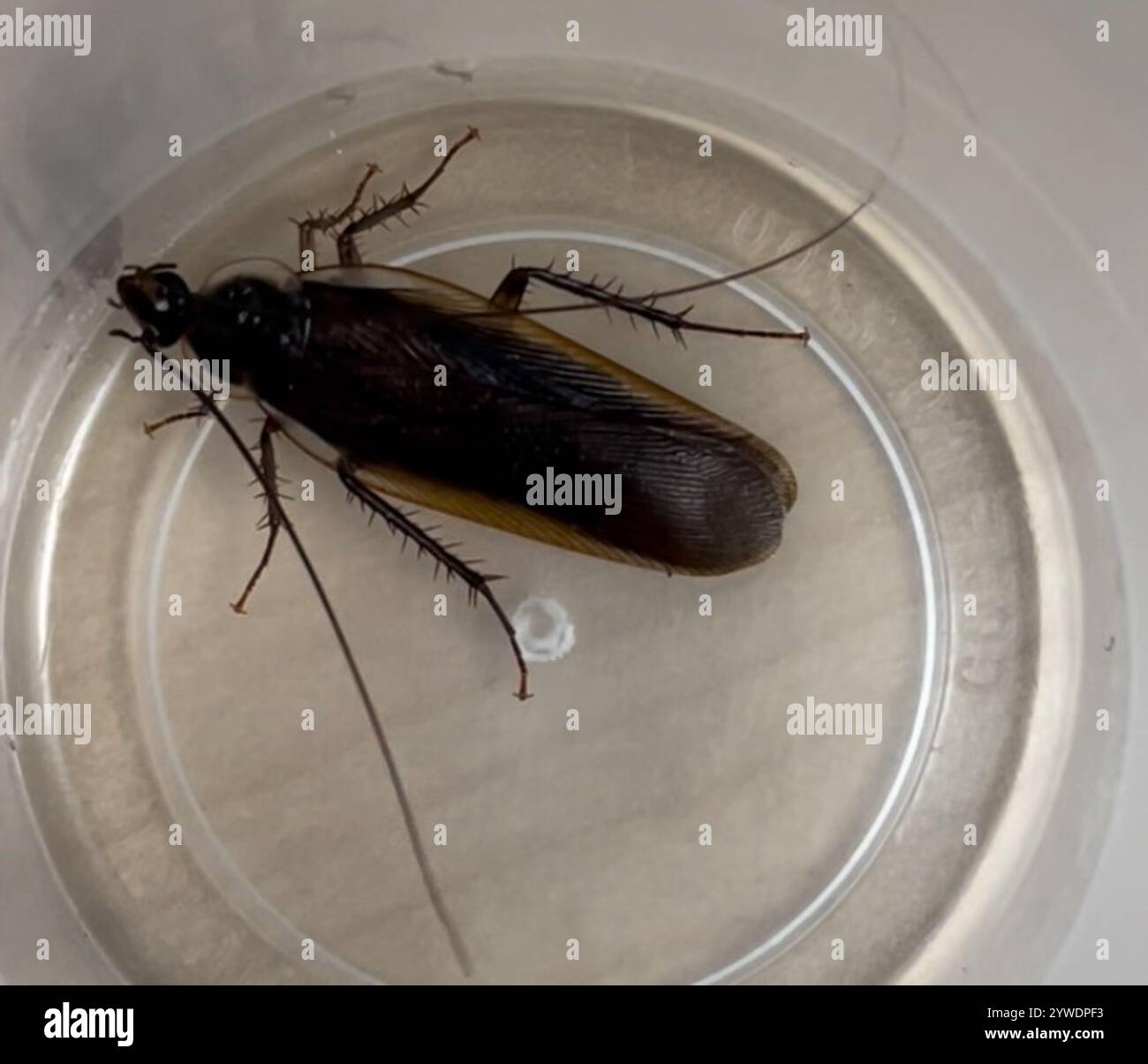 Pennsylvania Wood Cockroach (Parcoblatta pennsylvanica Stock Photo - Alamy