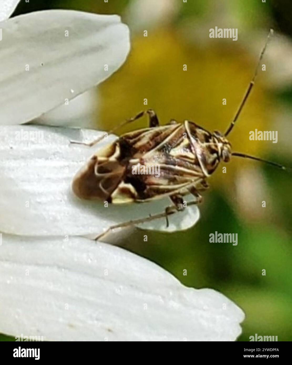 North American Tarnished Plant Bug (Lygus lineolaris Stock Photo - Alamy