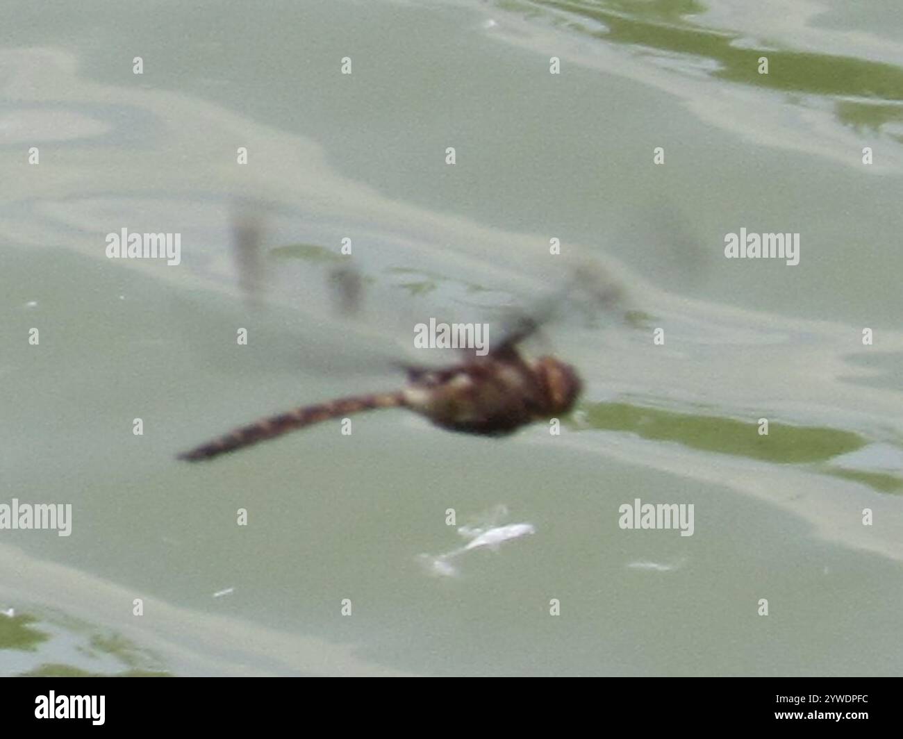 Epitheca princeps hi-res stock photography and images - Alamy