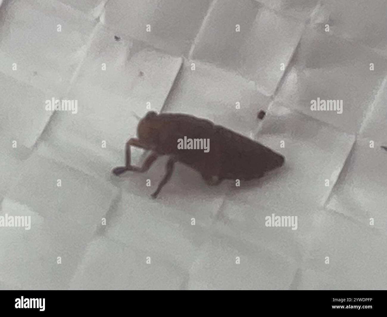 True Bugs, Hoppers, Aphids, and allies (Hemiptera Stock Photo - Alamy