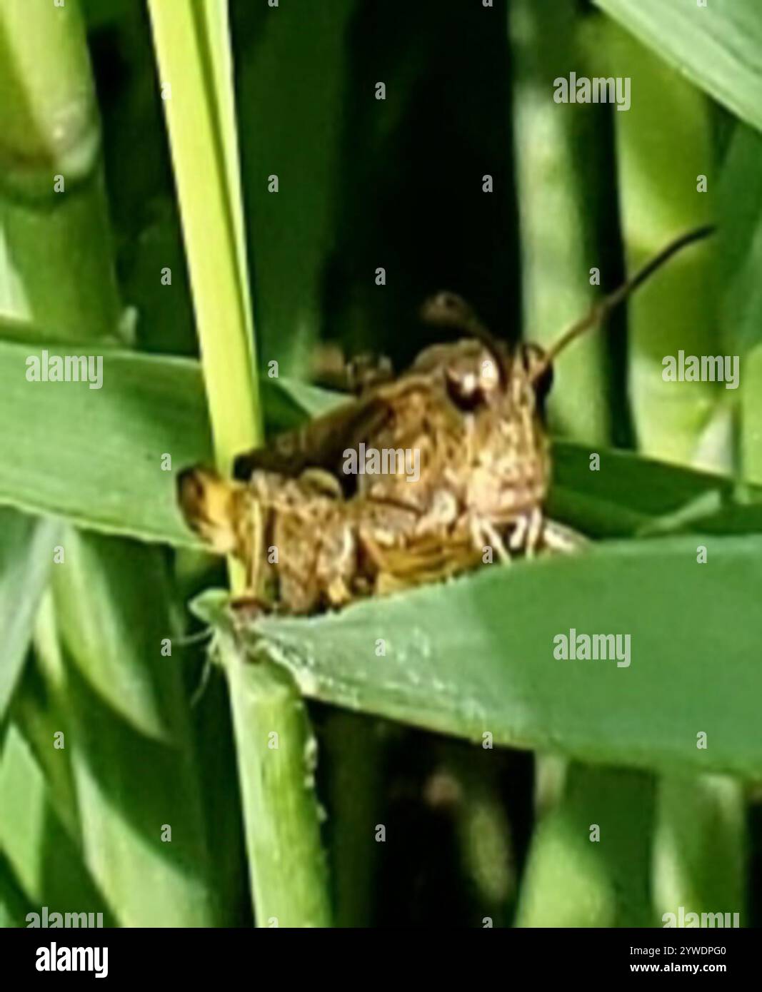 Green-striped Grasshopper (Chortophaga viridifasciata Stock Photo - Alamy