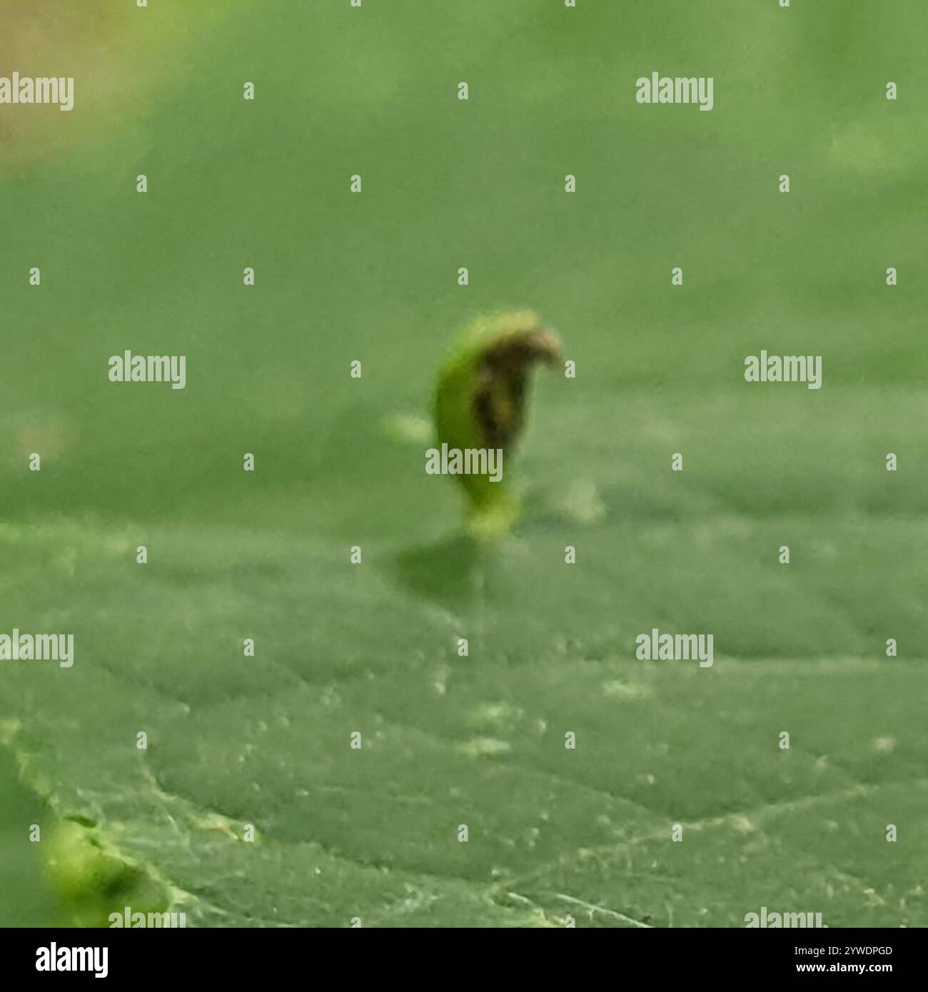 Gall and Rust Mites (Eriophyidae Stock Photo - Alamy