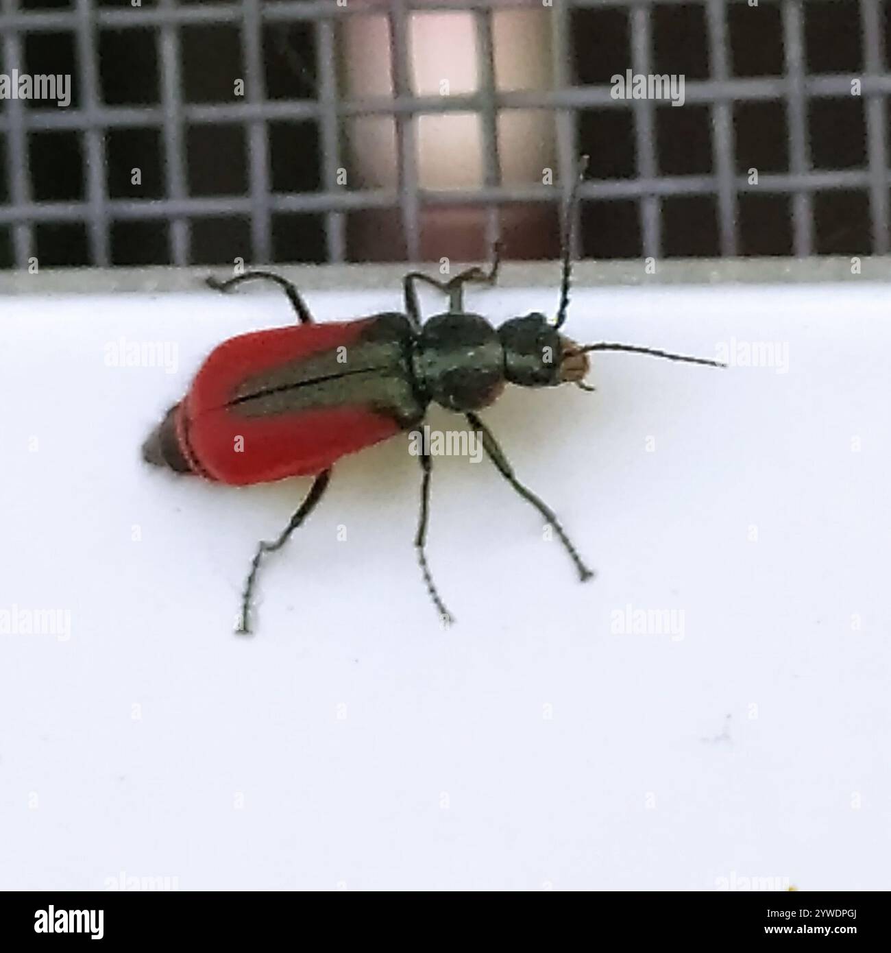 Scarlet malachite beetle hi-res stock photography and images - Alamy