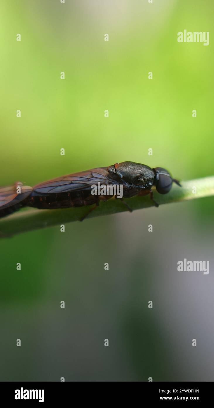 Scenopinus hi-res stock photography and images - Alamy