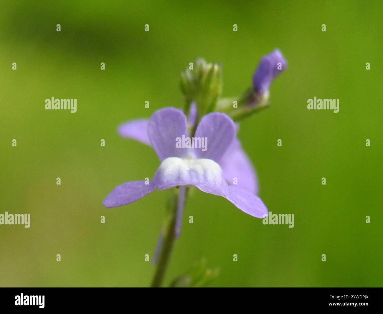 blue toadflax (Nuttallanthus canadensis Stock Photo - Alamy