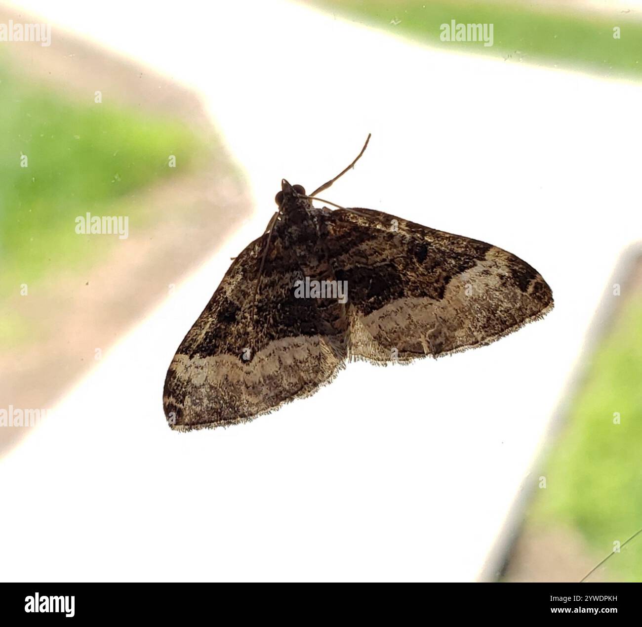 American Sharp-angled Carpet (Euphyia intermediata Stock Photo - Alamy