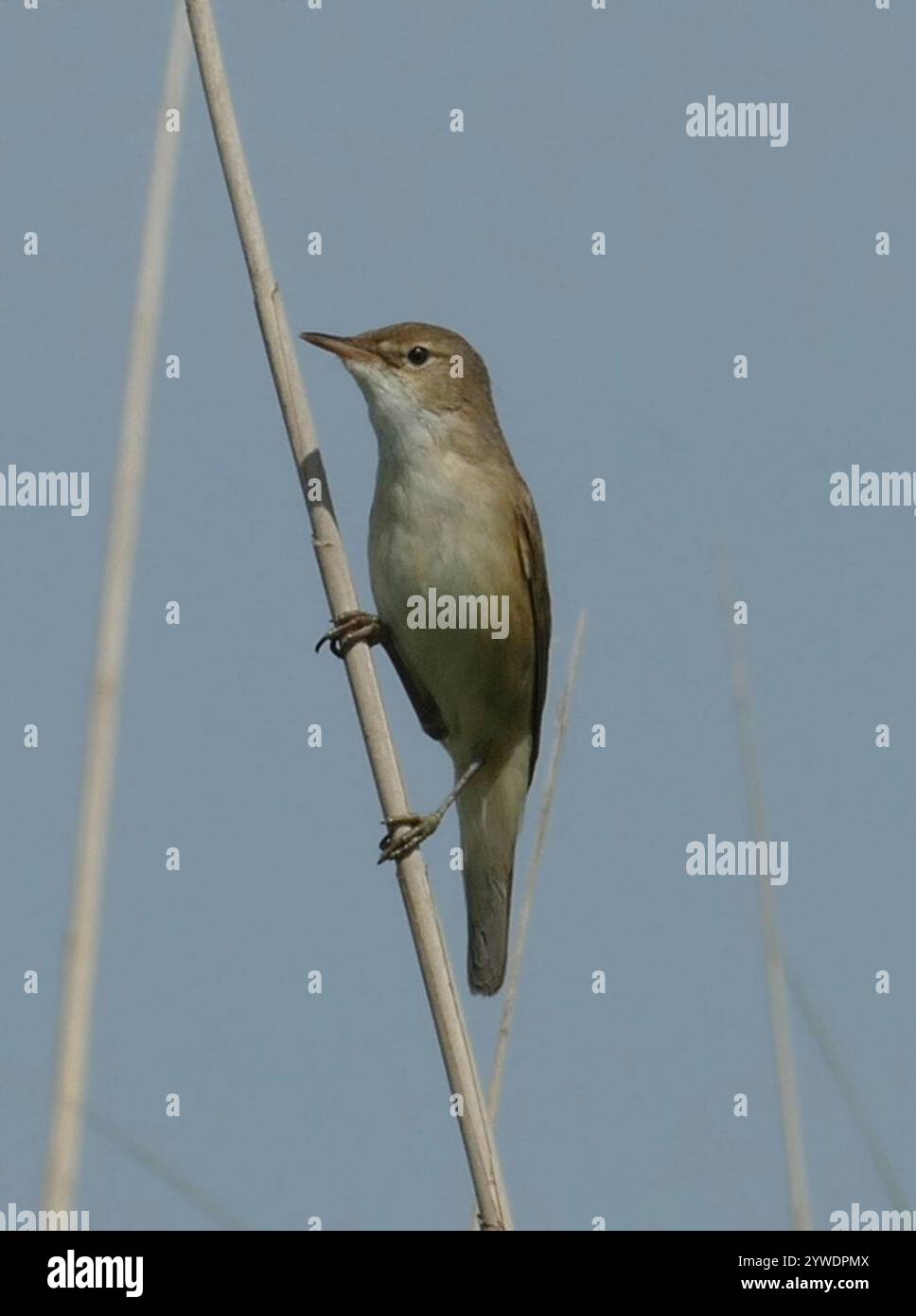 Common Reed Warbler (Acrocephalus scirpaceus Stock Photo - Alamy