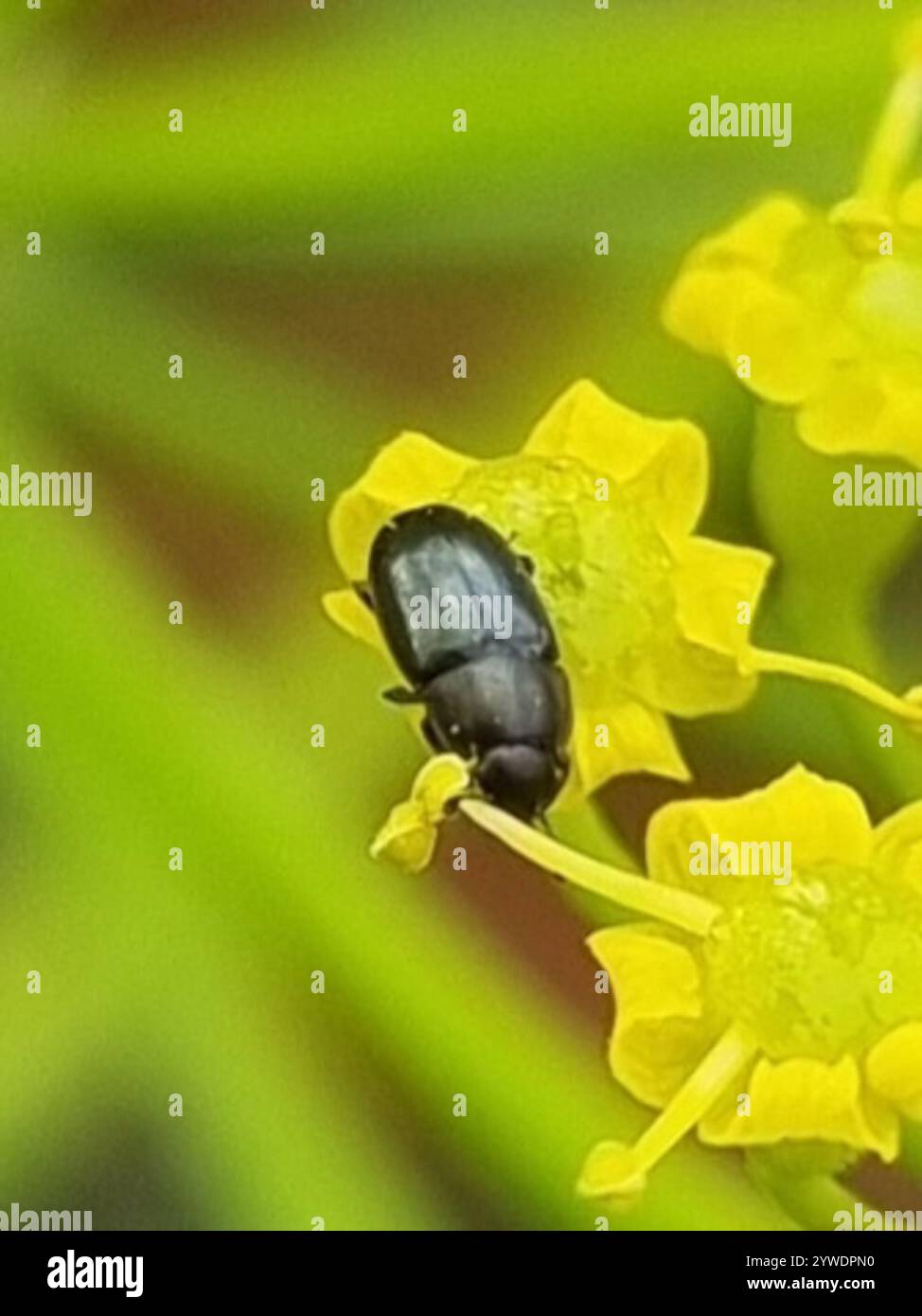 Common Pollen Beetle (Brassicogethes aeneus Stock Photo - Alamy
