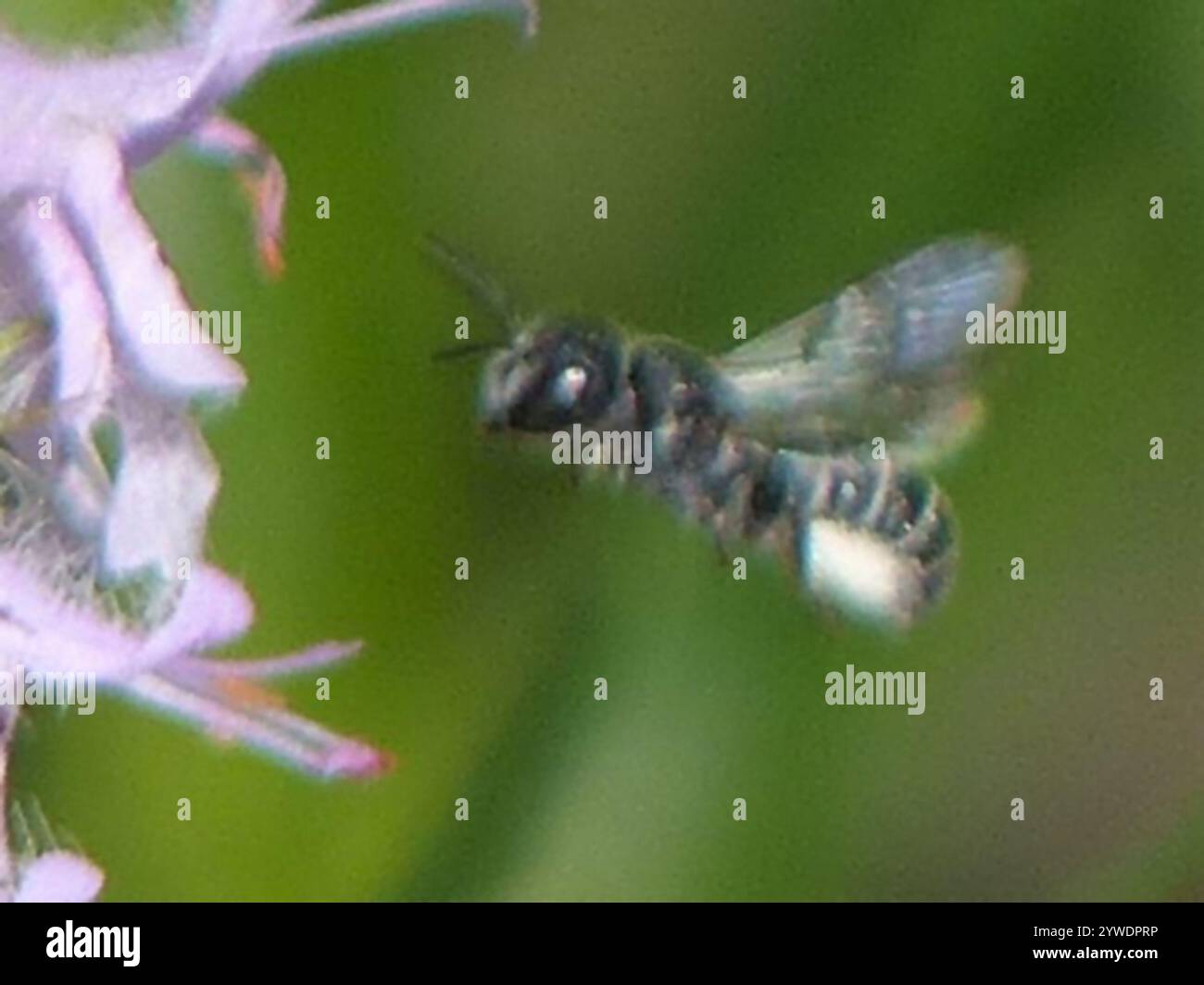 Armored-Resin bees (Heriades Stock Photo - Alamy