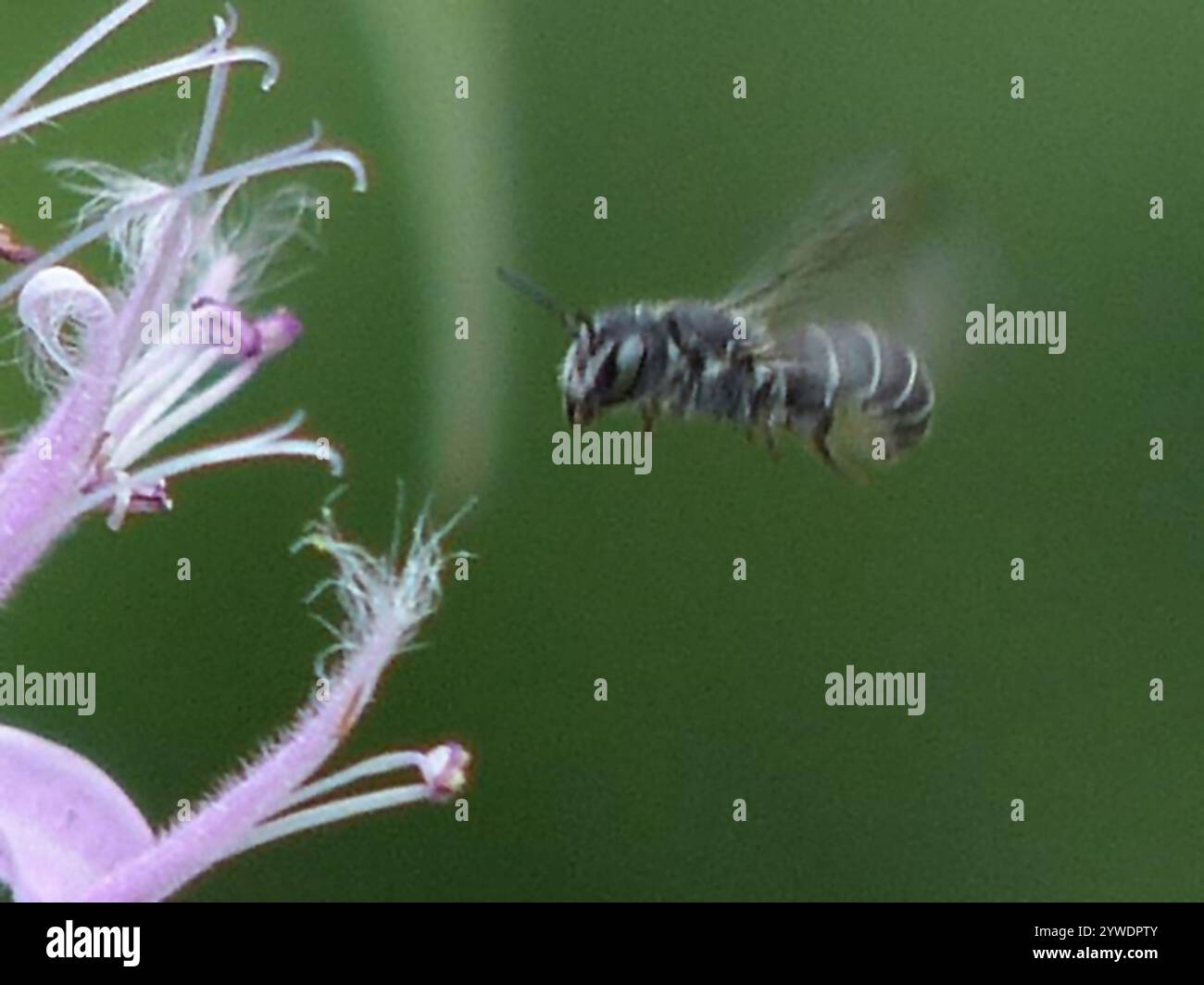Armored-Resin bees (Heriades Stock Photo - Alamy