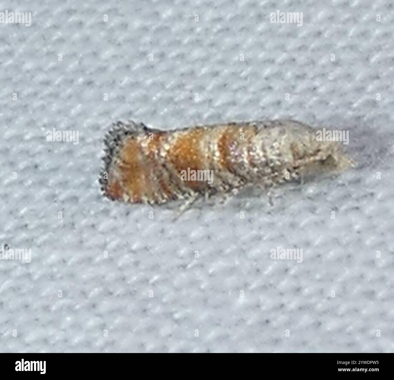 Pine Tip Moths (Rhyacionia Stock Photo - Alamy
