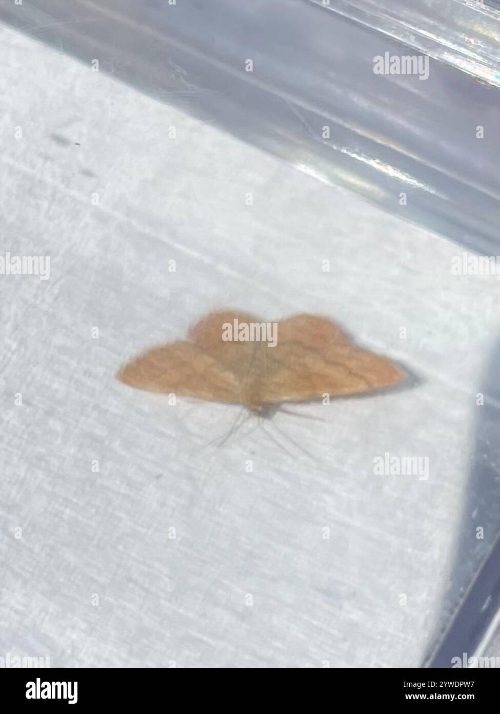 Geometer Moths (Geometridae Stock Photo - Alamy