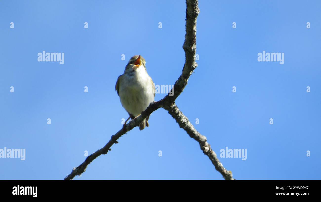 Greenish Warbler (Phylloscopus trochiloides Stock Photo - Alamy