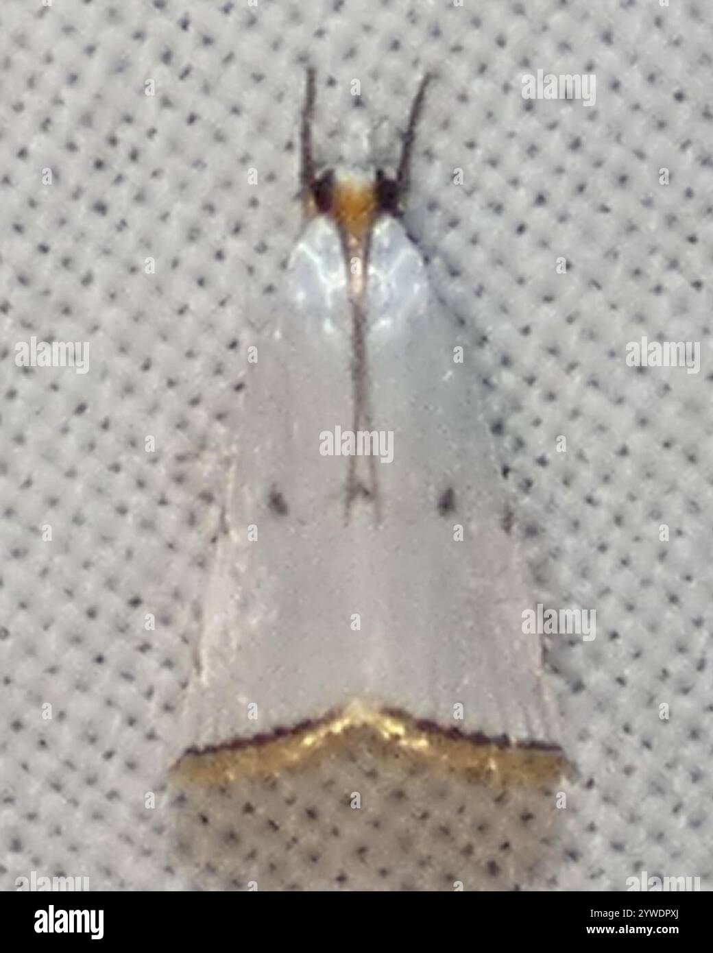 Northern Milky Argyria Moth (Argyria gonogramma Stock Photo - Alamy