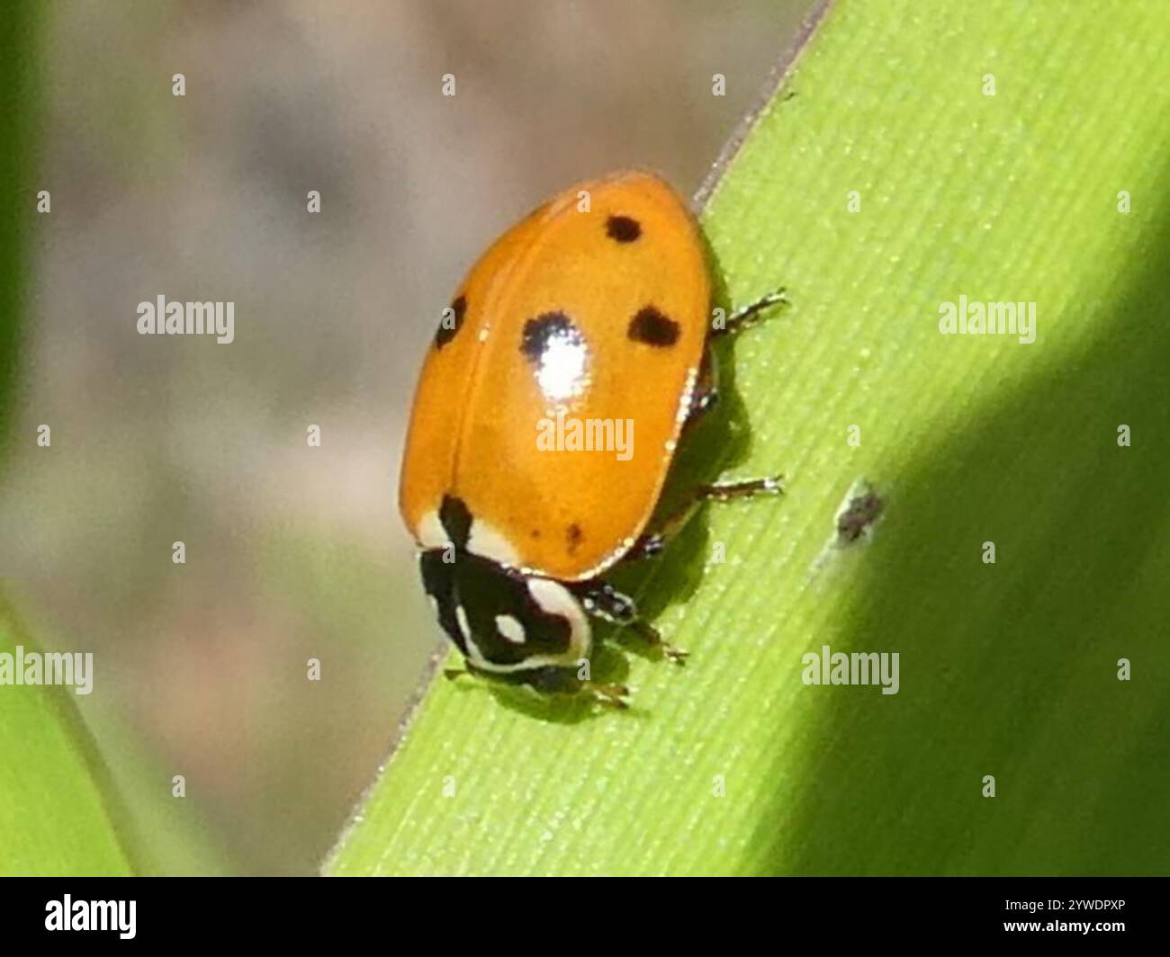 Variegated Lady Beetle (Hippodamia variegata Stock Photo - Alamy