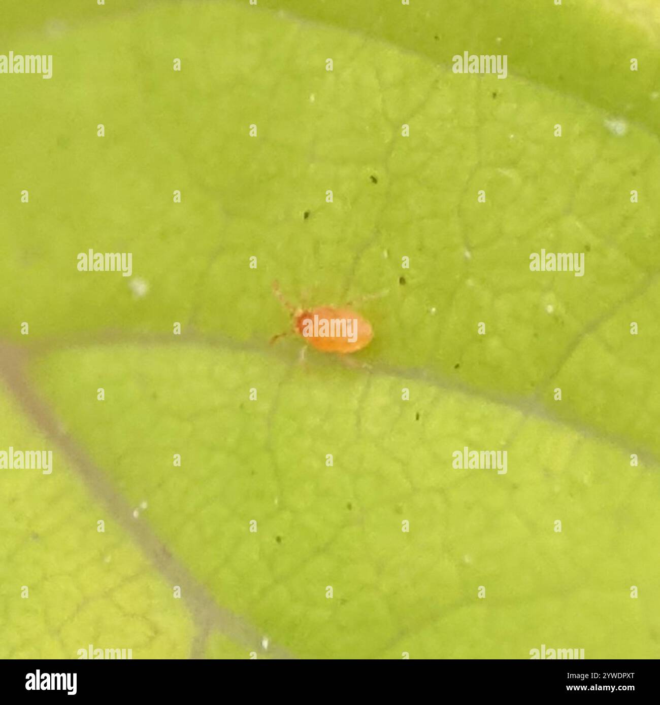 Mites and Ticks (Acari Stock Photo - Alamy