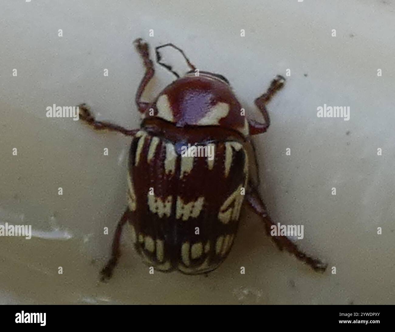 Brunnipes hi-res stock photography and images - Alamy