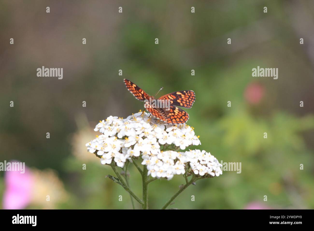 Northern Checkerspot (Chlosyne palla Stock Photo - Alamy