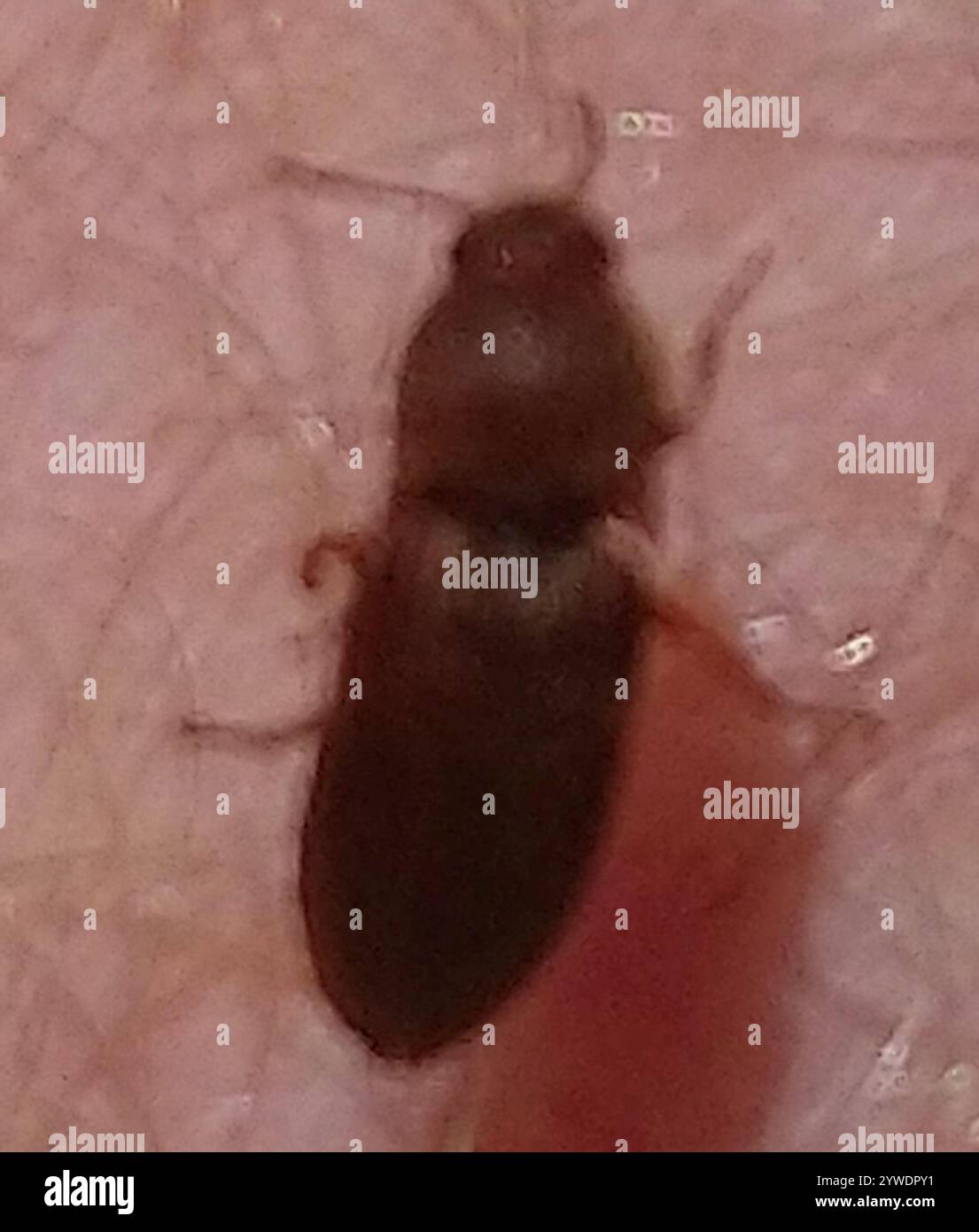 False click beetles hi-res stock photography and images - Alamy