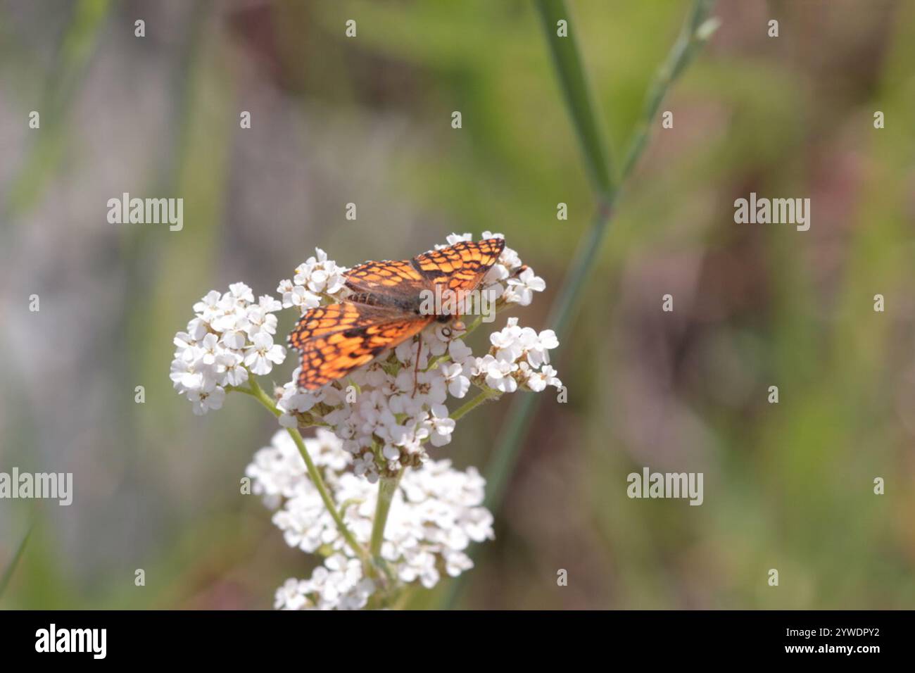 Northern Checkerspot (Chlosyne palla Stock Photo - Alamy