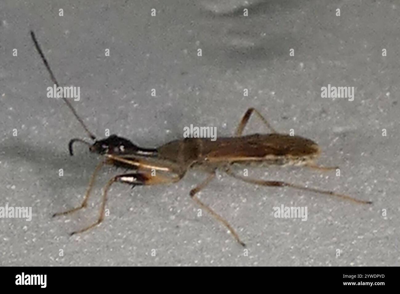 Long-necked Seed Bug (Myodocha serripes Stock Photo - Alamy
