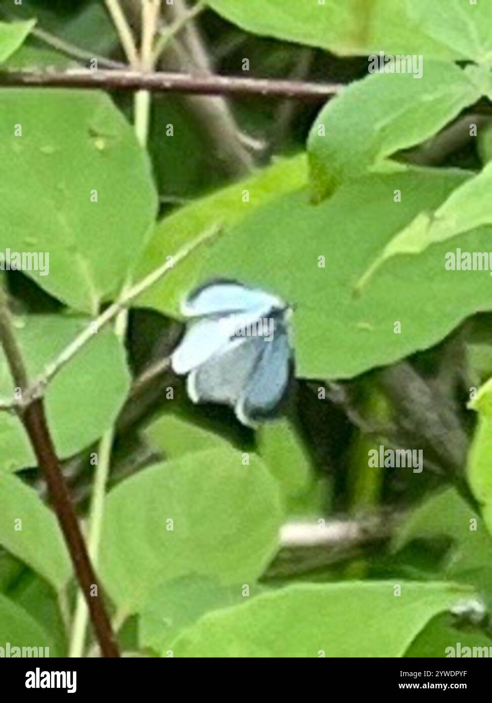Summer Azure (Celastrina neglecta Stock Photo - Alamy