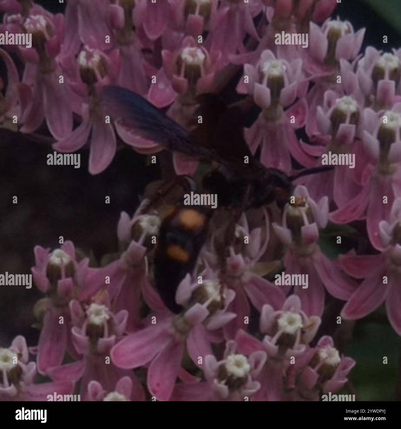 Noble Scoliid Wasp (Scolia nobilitata Stock Photo - Alamy